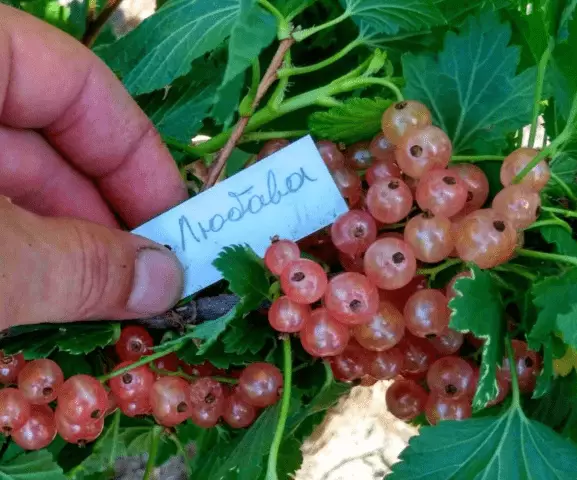 Currant Lyubava: tsananguro yezvakasiyana, mapikicha, ongororo, mangani madigiri echando ayo aanogona kumira 13080_1