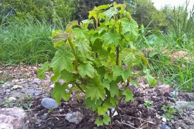 Grosella Lyubava: descripción de la variedad, fotos, reseñas, cuántos grados de heladas puede soportar. 13080_4