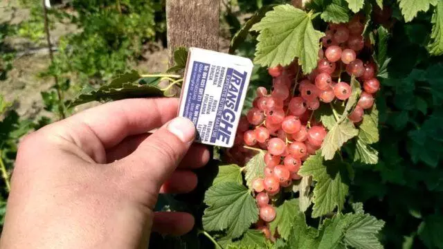 Currant Lyubava: tsananguro yezvakasiyana, mapikicha, ongororo, mangani madigiri echando ayo aanogona kumira 13080_5