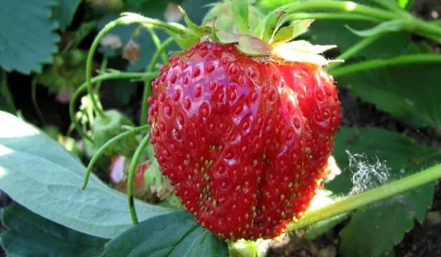 Strawberry Ruby anheng: variasjonsbeskrivelse, bilder, anmeldelser 13107_1