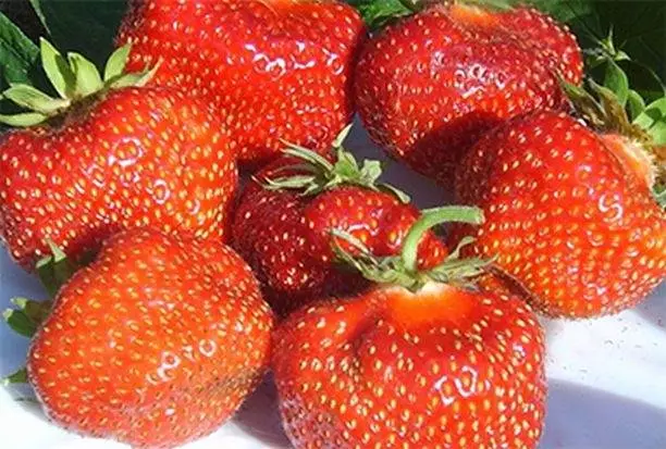 Strawberry Bogota: nkọwa dị iche iche, foto, nyocha 13109_3