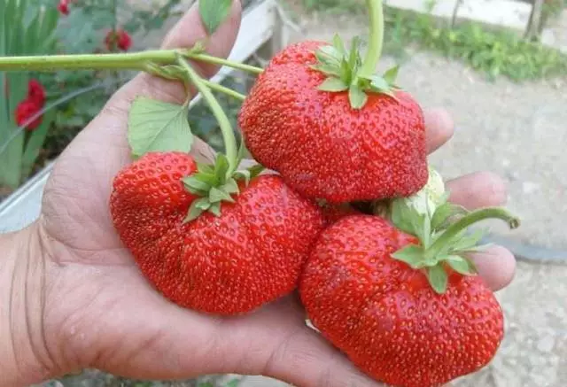 Strawberry Bogota: nkọwa dị iche iche, foto, nyocha 13109_5