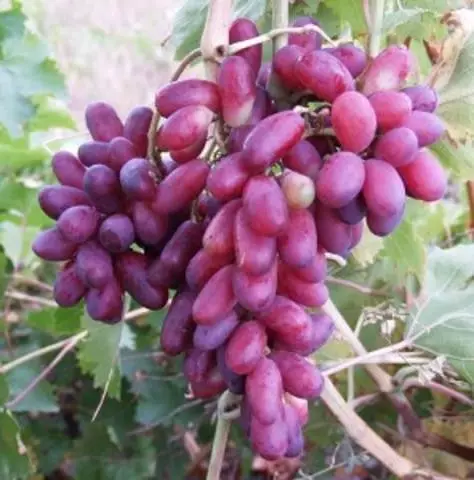 Grapes Zest: danasîna cûrbecûr, wêne, nirxandin 13113_1