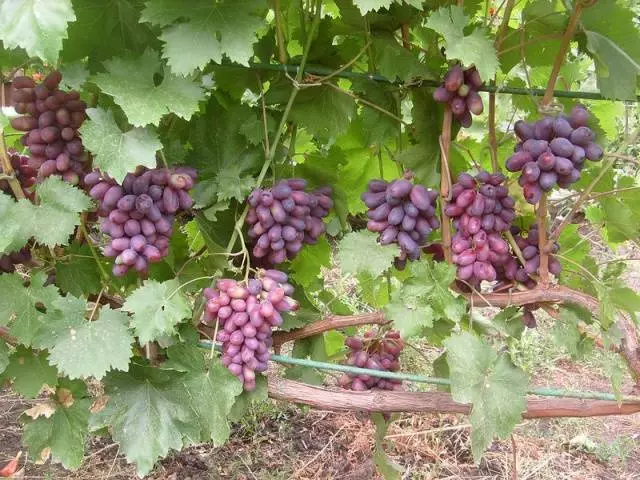 Grapes Zest: danasîna cûrbecûr, wêne, nirxandin 13113_10