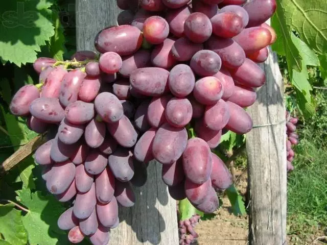 Grapes Zest: danasîna cûrbecûr, wêne, nirxandin 13113_13