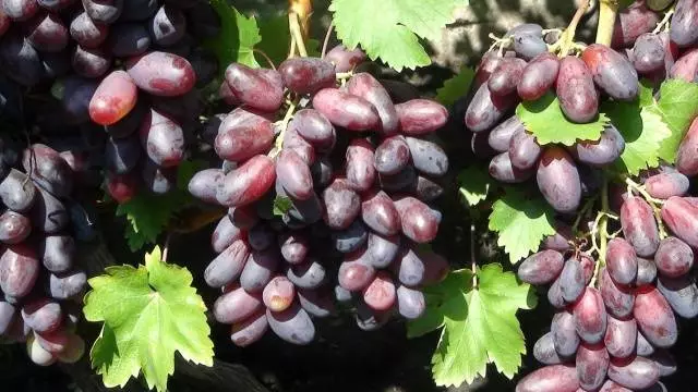 Grapes Zest: danasîna cûrbecûr, wêne, nirxandin 13113_16