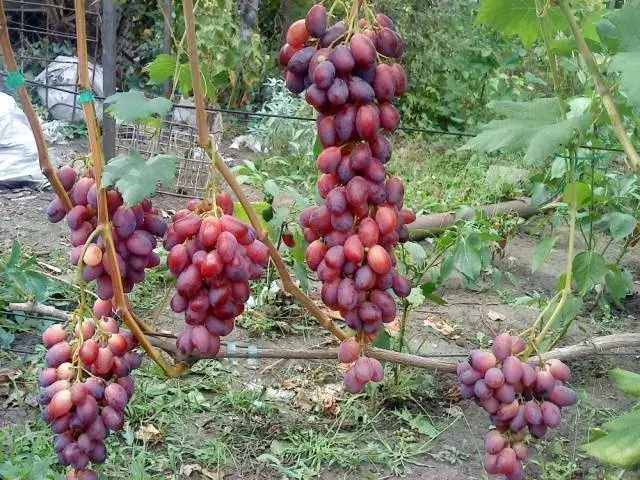 Grapes Zest: тавсифи навъ, аксҳо, шарҳҳо 13113_18