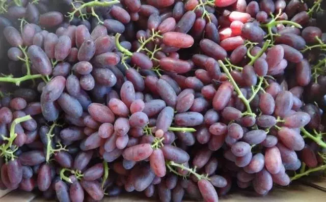 Grapes Zest: danasîna cûrbecûr, wêne, nirxandin 13113_2