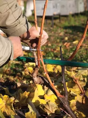 Grapes Zest: beskriuwing fan it ferskaat, foto's, resinsjes 13113_23