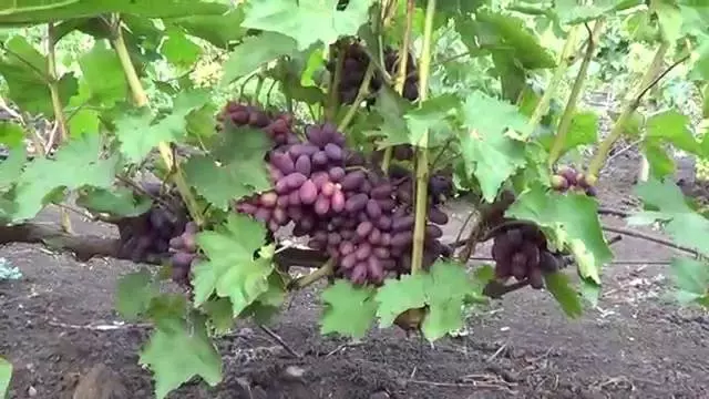 Grapes Zest: danasîna cûrbecûr, wêne, nirxandin 13113_3