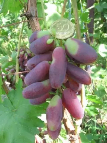 Grapes Zest: тавсифи навъ, аксҳо, шарҳҳо 13113_4