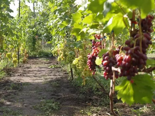 Grapes Zest: тавсифи навъ, аксҳо, шарҳҳо 13113_6