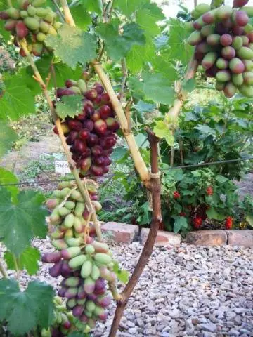 Grapes Zest: danasîna cûrbecûr, wêne, nirxandin 13113_8