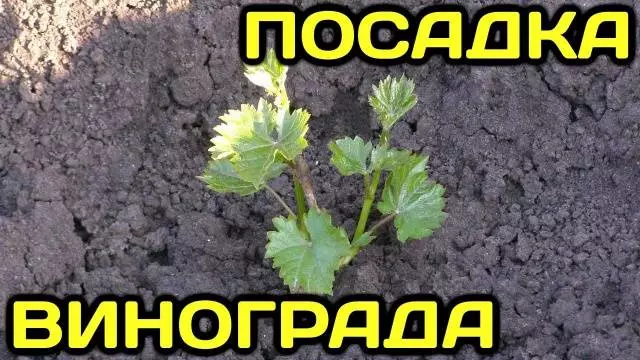 Йөзем Зест: төрлелеген тасвирлау, фотолар, рецензияләр 13113_9