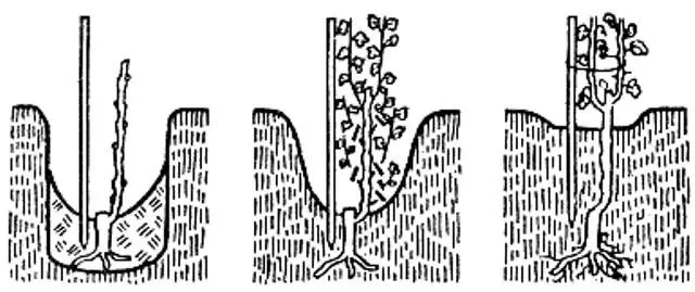 Rezên Vodogray: danasîna cûrbecûr, wêne, nirxandin 13114_13