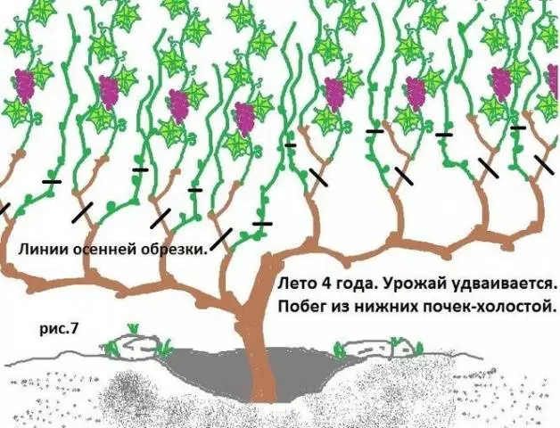 Rezên Vodogray: danasîna cûrbecûr, wêne, nirxandin 13114_15