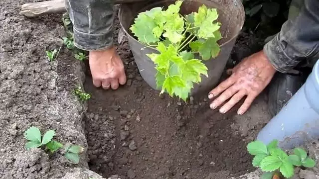 ზილგას ყურძენი: ჯიშის აღწერა, ფოტოები, მიმოხილვები 13120_9