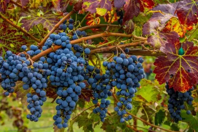 Cabernet Sauvignon ወይኖች -የተለያዩ መግለጫዎች ፣ ፎቶዎች ፣ ግምገማዎች 13128_3