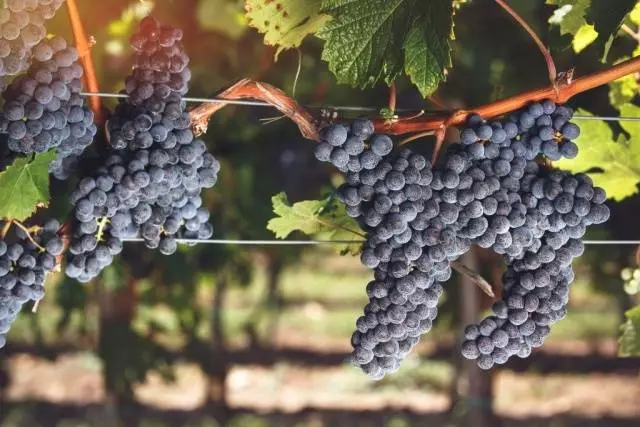 Cabernet Sauvignon Drauwe: Varietéit Beschreiwung, Fotoen, Bewäertungen 13128_4