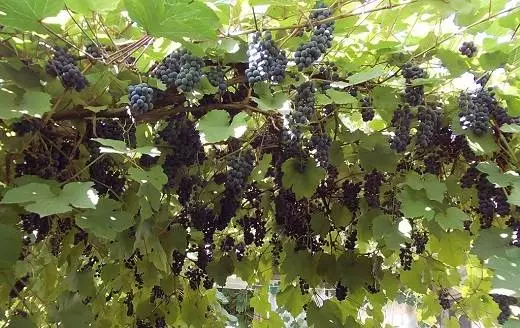 Cabernet Sauvignon üzümü: çeşid təsviri, fotoşəkillər, rəylər 13128_5