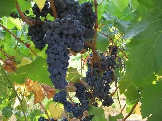 Cabernet Sauvignon üzümü: çeşid təsviri, fotoşəkillər, rəylər 13128_6