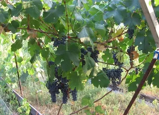 Cabernet Sauvignon mahatsa: barietate deskribapena, argazkiak, iritziak 13128_7