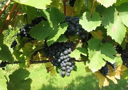 Cabernet Sauvignon üzümü: çeşid təsviri, fotoşəkillər, rəylər 13128_9