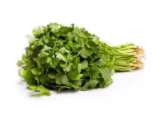 Paano panatilihing sariwa ang cilantro sa ref sa loob ng mahabang panahon 1312_6