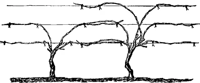 องุ่น Nakhodka: คำอธิบายหลากหลาย, ภาพถ่าย, ความคิดเห็น 13134_3