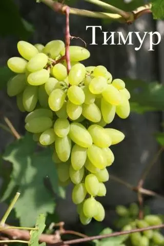 Grapes Timur: variety description, photos, reviews 13141_1