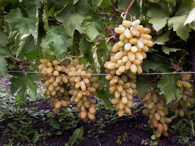 Grapes Timur: ituaiga faʻamatalaga, ata, iloiloga 13141_18