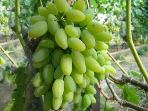 Grapes Timur: variety description, photos, reviews 13141_5