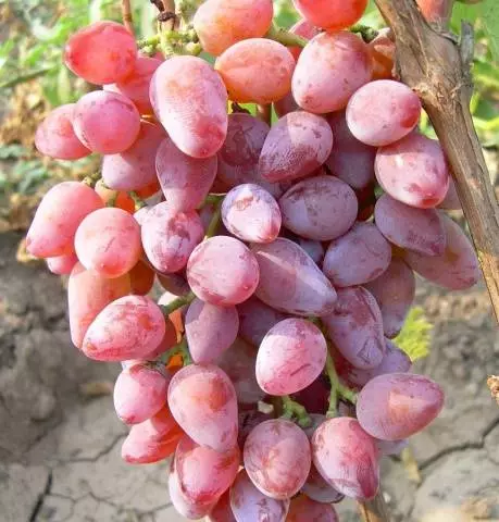 Grapes Timur: variety description, photos, reviews 13141_6