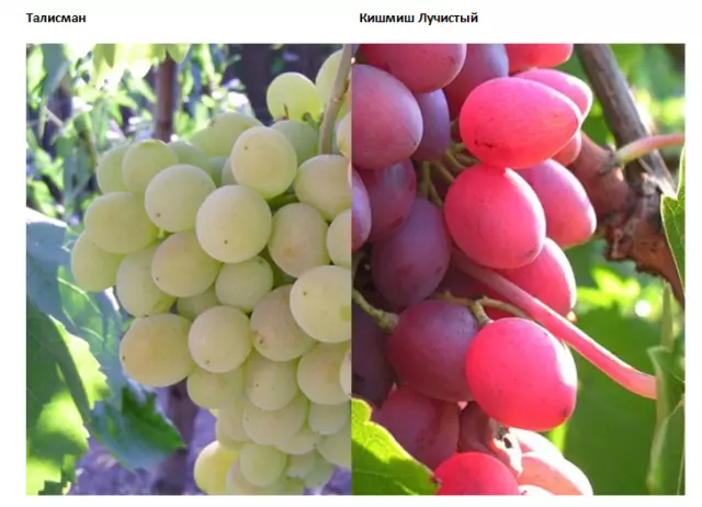 Uvas Bogatyanovsky: descripción de la variedad, fotos, comentarios. 13142_2