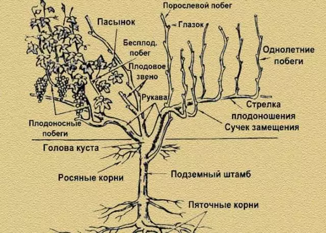 Uvas Bogatyanovsky: descripción de la variedad, fotos, comentarios. 13142_3