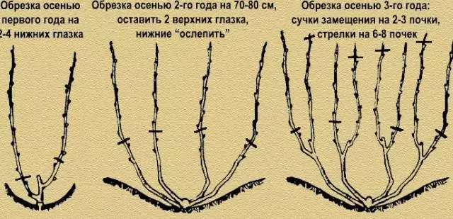 Anggur Bogatyanovsky: deskripsi varietas, foto, ulasan 13142_9