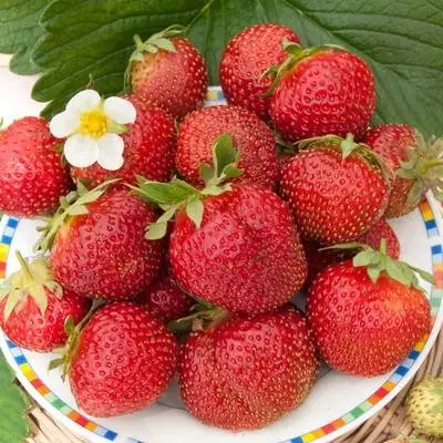 Strawberry Elvira: sharaxaad kala duwan, sawirro, dib u eegis 13145_11