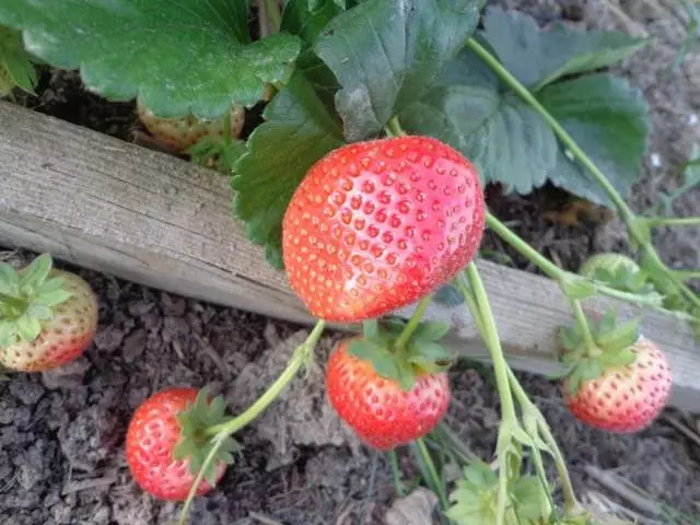 Strawberry Elvira: incazelo ehlukahlukene, izithombe, izibuyekezo 13145_8