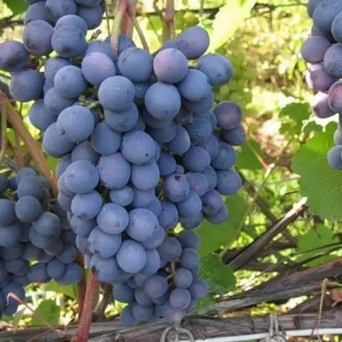 The most delicious grapes: top 10 varieties 13171_1