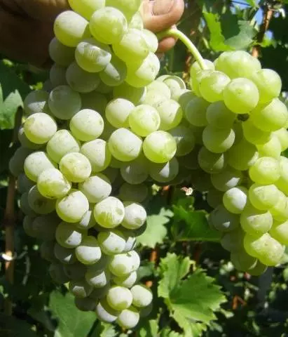 The most delicious grapes: top 10 varieties 13171_10