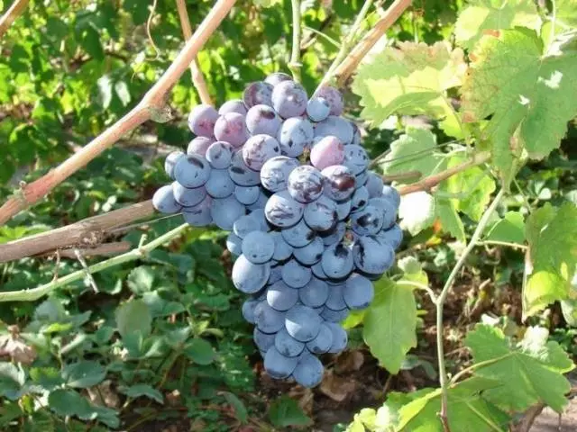 The most delicious grapes: top 10 varieties 13171_11