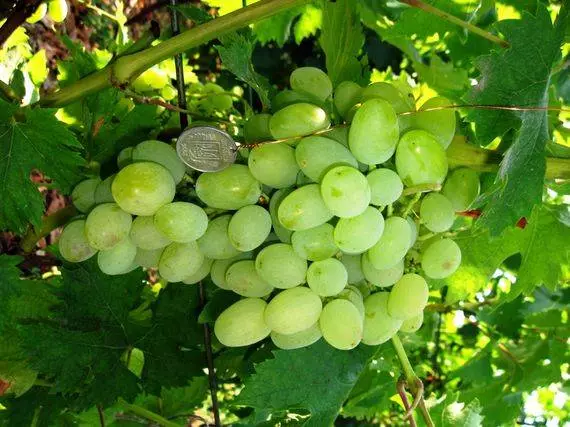 As uvas mais deliciosas: as 10 melhores variedades 13171_12