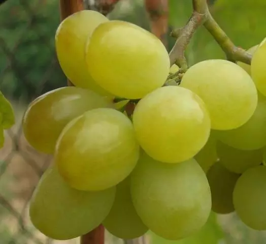 The most delicious grapes: top 10 varieties 13171_14