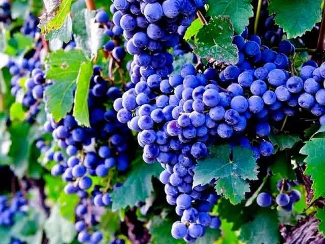 The most delicious grapes: top 10 varieties 13171_15