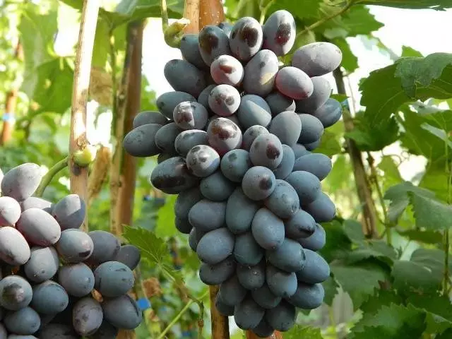 The most delicious grapes: top 10 varieties 13171_16