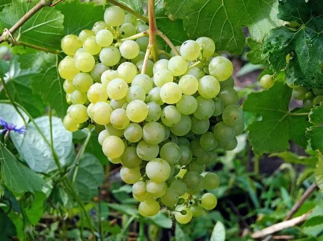 As uvas mais deliciosas: as 10 melhores variedades 13171_2