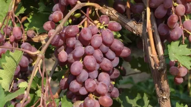 The most delicious grapes: top 10 varieties 13171_4