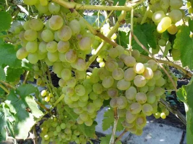 The most delicious grapes: top 10 varieties 13171_5