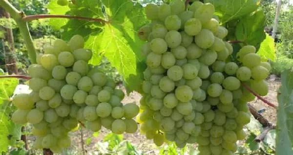 As uvas mais deliciosas: as 10 melhores variedades 13171_6