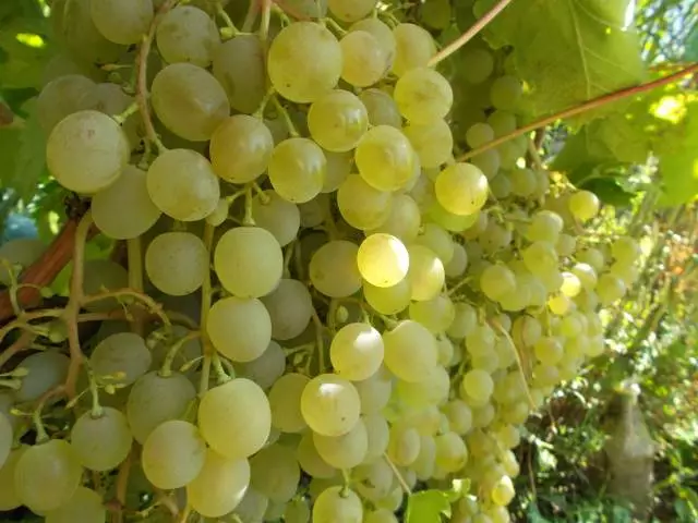 The most delicious grapes: top 10 varieties 13171_8